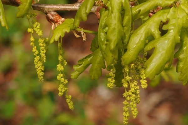 Fiche essence : Chêne pédonculé - Collectivité européenne d'Alsace | CeA